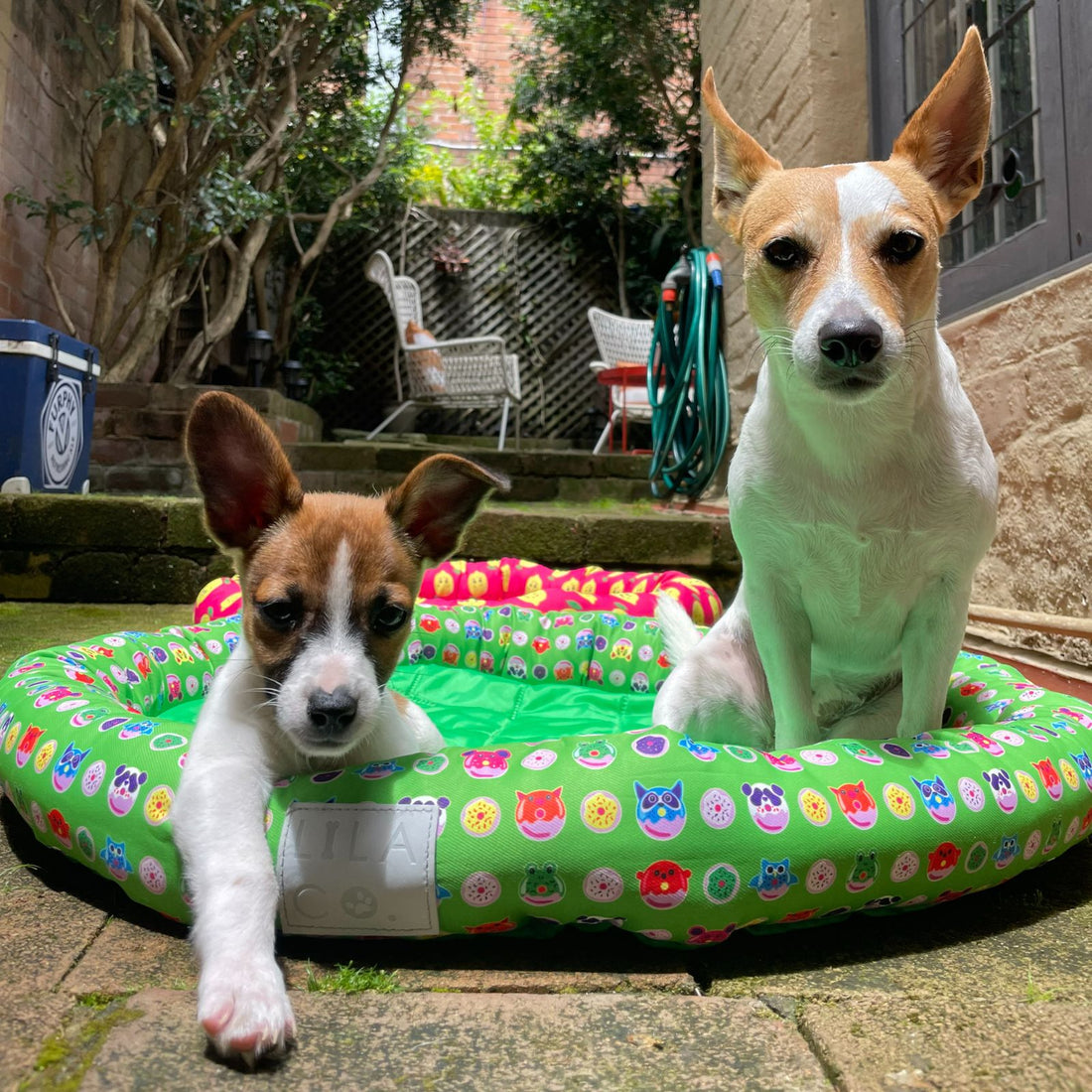 Home - Welcome to Lila Co. An Aussie Premium Pet Accessories Company ...